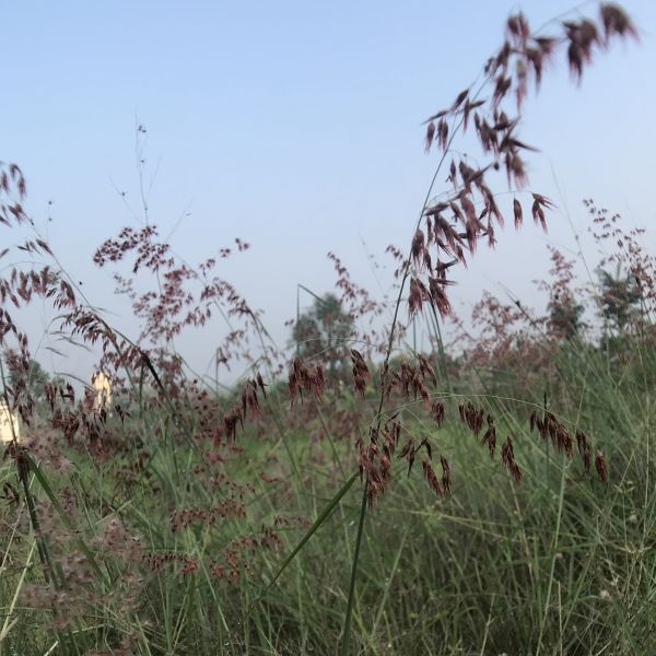 Melinis Repens | Rose natal grass | Natal grass | Natal red top - GCI