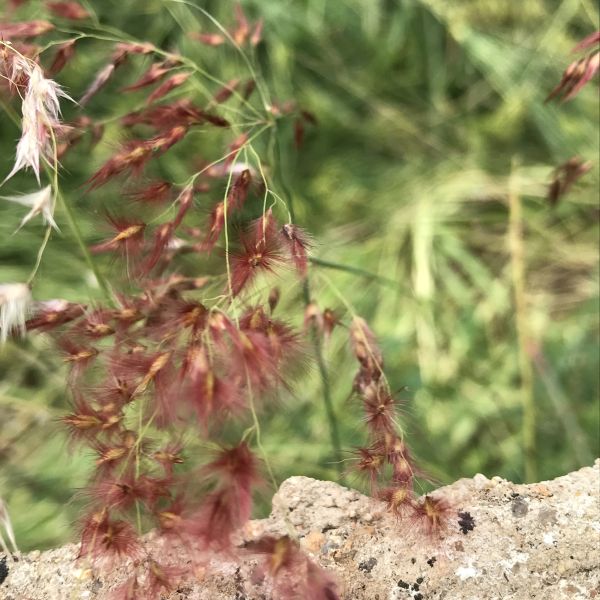 Melinis Repens | Rose natal grass | Natal grass | Natal red top - GCI