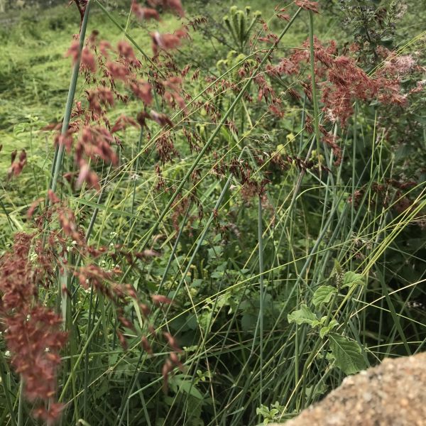 Melinis Repens | Rose natal grass | Natal grass | Natal red top - GCI