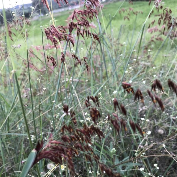 Melinis Repens | Rose natal grass | Natal grass | Natal red top - GCI