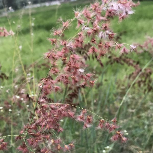 Melinis Repens | Rose natal grass | Natal grass | Natal red top - GCI