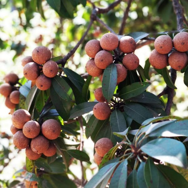 Manilkara Zapota | Sapota | Chikoo | Sapodilla - Green Cover Initiative