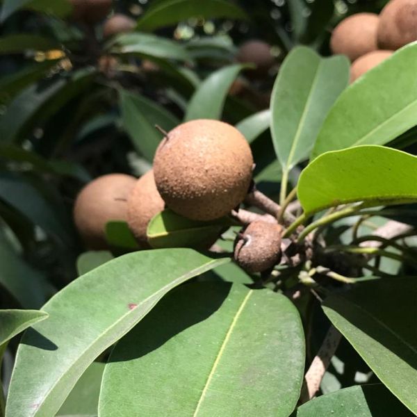 Manilkara Zapota | Sapota | Chikoo | Sapodilla - Green Cover Initiative