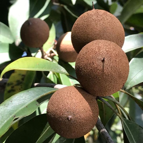 Manilkara Zapota | Sapota | Chikoo | Sapodilla - Green Cover Initiative