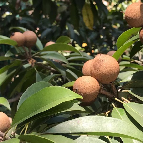 Manilkara Zapota | Sapota | Chikoo | Sapodilla - Green Cover Initiative