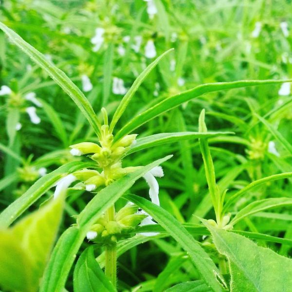 Leucas Aspera | Thumbapoovu | Thumba – Green Catalog