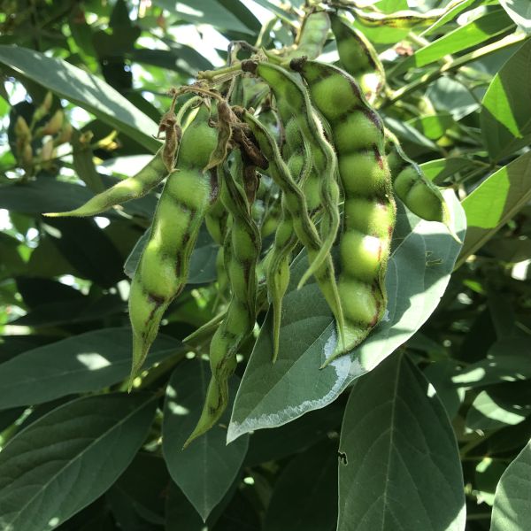 Cajanus Cajan | Toor dal | Pigeon pea | Arhar dal | Red gram - GCI