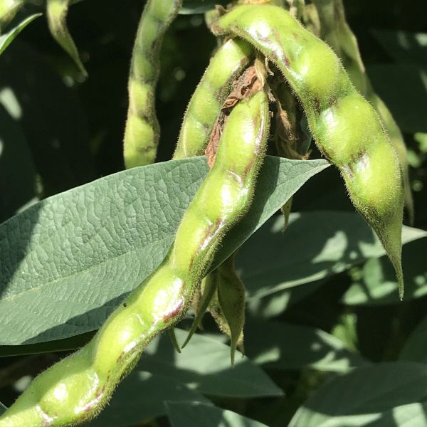 Cajanus Cajan | Toor dal | Pigeon pea | Arhar dal | Red gram - GCI