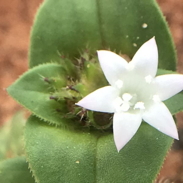 Richardia Brasiliensis | Tropical Mexican clover | Brazil Pusley - GCI