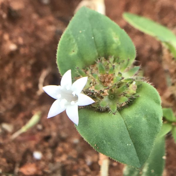 Richardia Brasiliensis | Tropical Mexican clover | Brazil Pusley - GCI