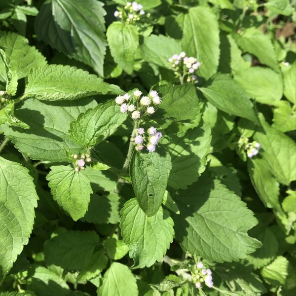 Ageratum Conyzoides | Tropical whiteweed | Chick weed - GCI