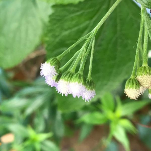 Ageratum Conyzoides | Tropical whiteweed | Chick weed - GCI
