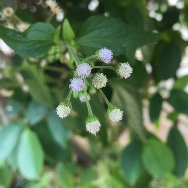 Ageratum Conyzoides | Tropical whiteweed | Chick weed - GCI