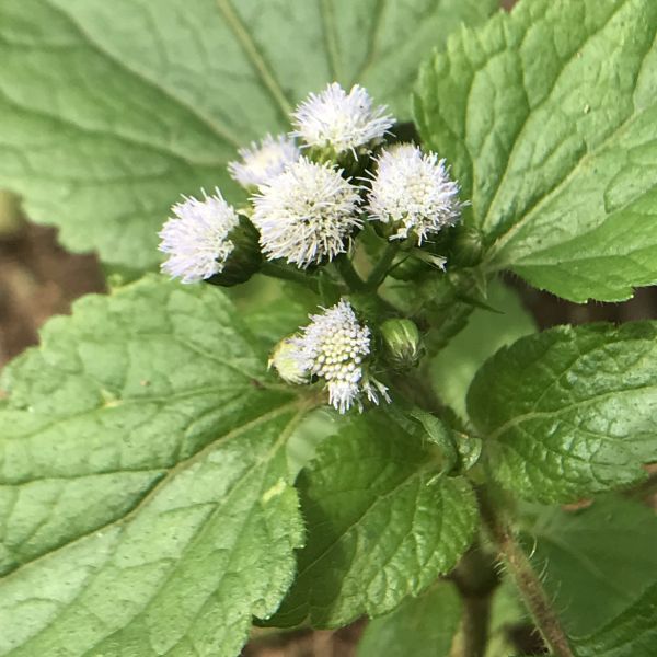 Ageratum Conyzoides | Tropical whiteweed | Chick weed - GCI