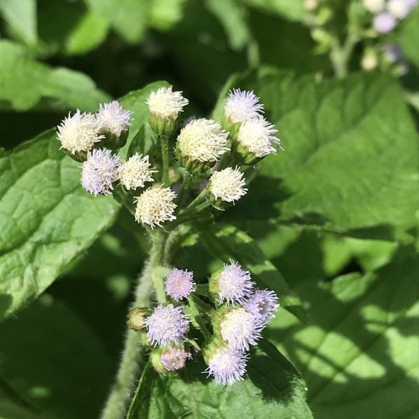 Ageratum Conyzoides | Tropical whiteweed | Chick weed - GCI