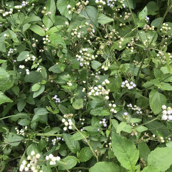Ageratum Conyzoides | Tropical whiteweed | Chick weed - GCI