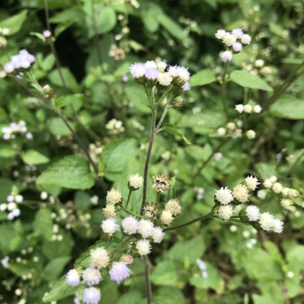 Ageratum Conyzoides | Tropical whiteweed | Chick weed - GCI