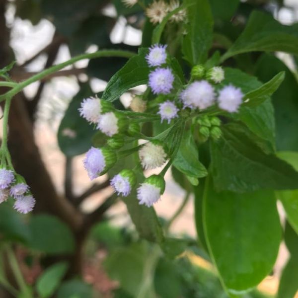 Ageratum Conyzoides | Tropical whiteweed | Chick weed - GCI