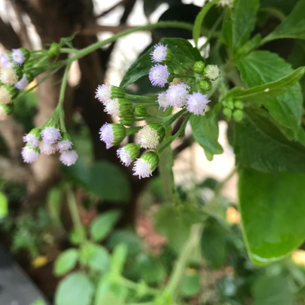 Ageratum Conyzoides | Tropical whiteweed | Chick weed - GCI