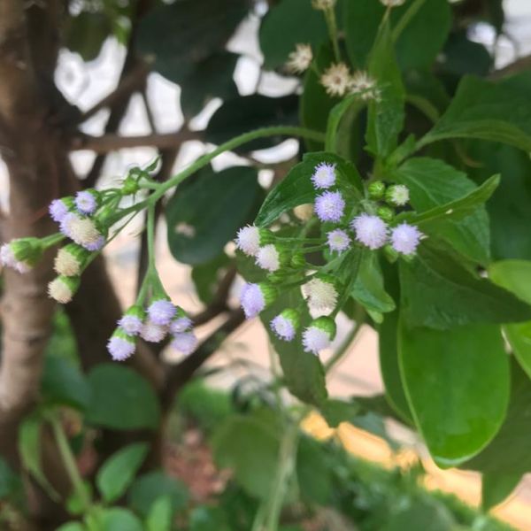 Ageratum Conyzoides | Tropical whiteweed | Chick weed - GCI