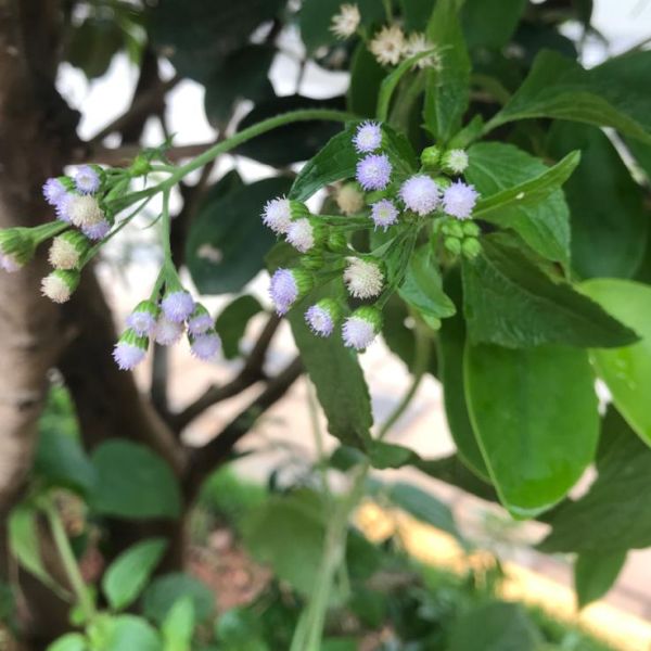 Ageratum Conyzoides | Tropical whiteweed | Chick weed - GCI