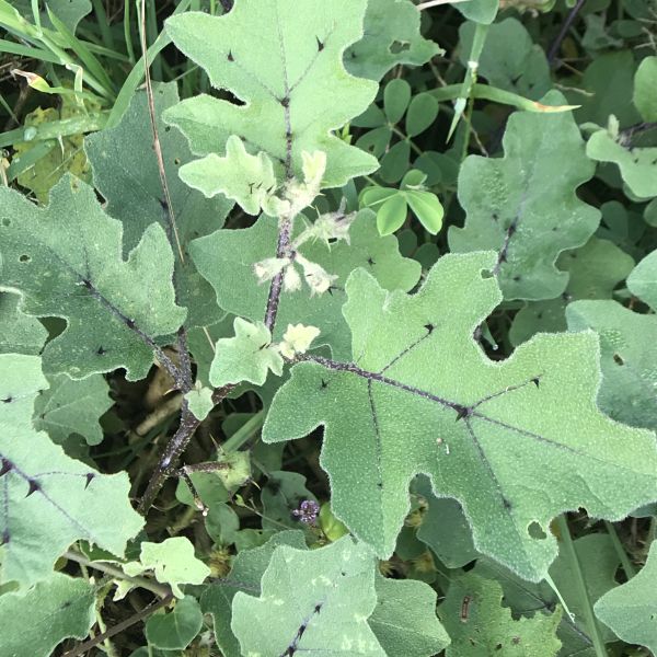 Solanum Dimidiatum | Western horsenettle | Robust horsenettle - GCI