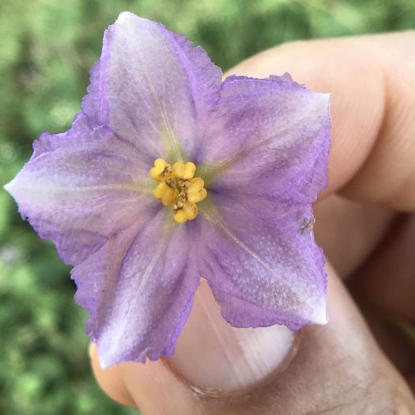 Solanum Dimidiatum | Western horsenettle | Robust horsenettle - GCI