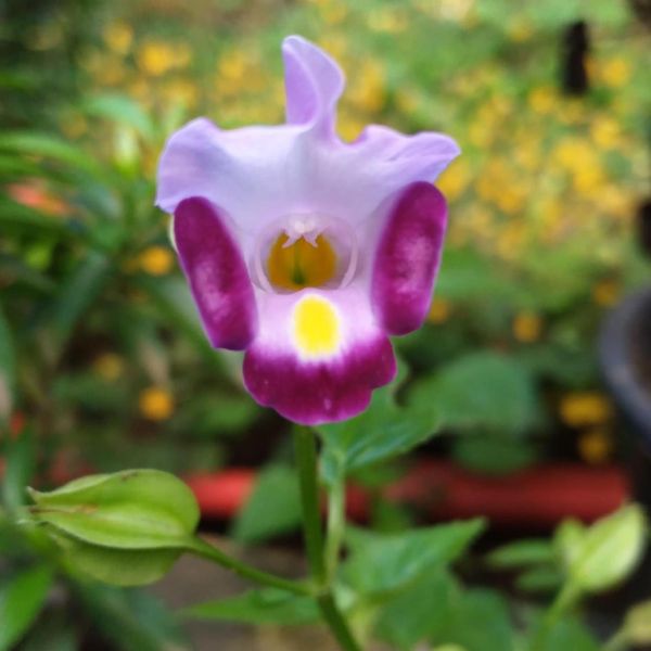 Torenia Fournieri | Wishbone flower | Bluewings - Green Catalog