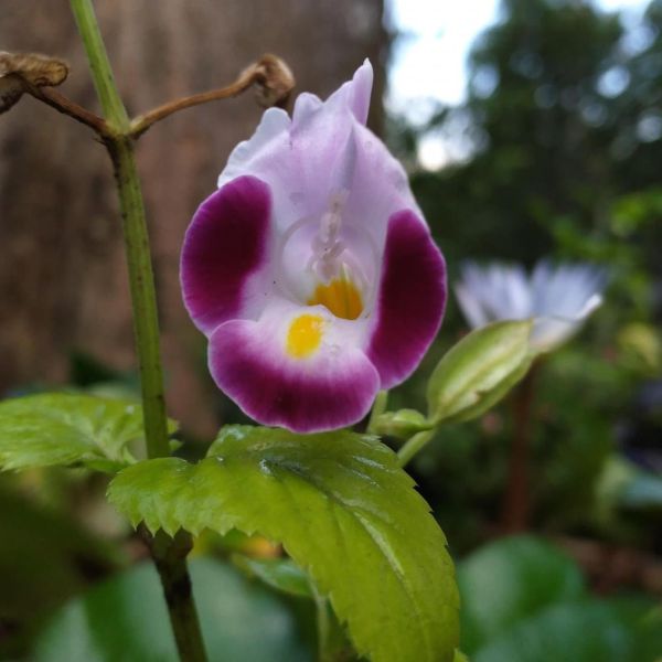 Torenia Fournieri | Wishbone flower | Bluewings - Green Catalog