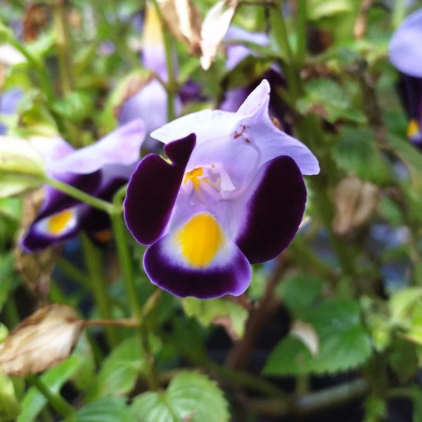 Torenia Fournieri | Wishbone flower | Bluewings - Green Catalog