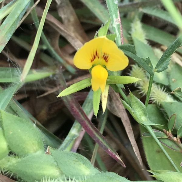 Zornia Gibbosa - Wild plants from Green Cover Initiative