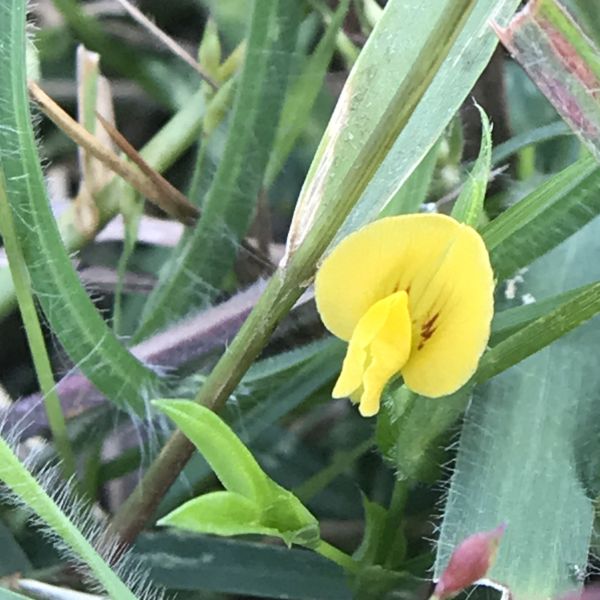Zornia Gibbosa - Wild plants from Green Cover Initiative