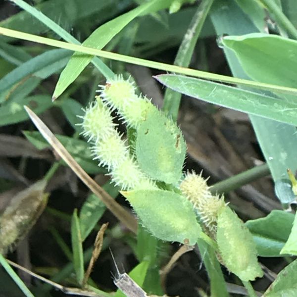 Zornia Gibbosa - Wild plants from Green Cover Initiative