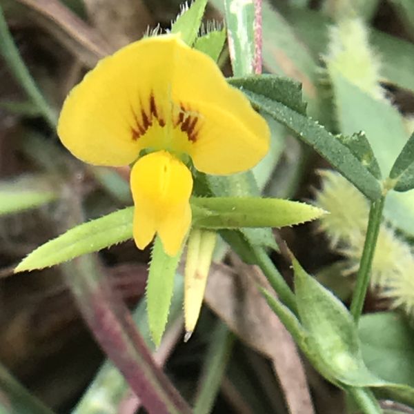 Zornia Gibbosa - Wild plants from Green Cover Initiative