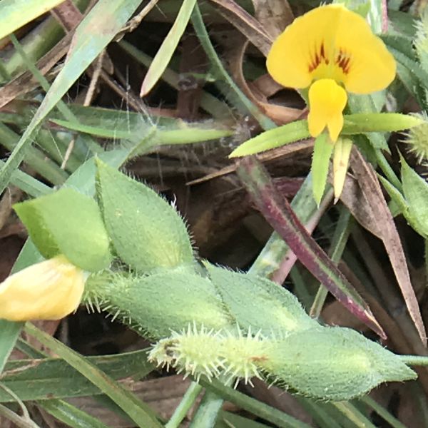 Zornia Gibbosa - Wild plants from Green Cover Initiative