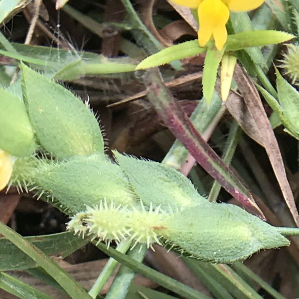 Zornia Gibbosa - Wild plants from Green Cover Initiative