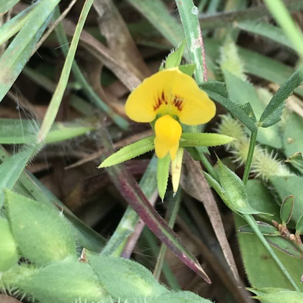 Zornia Gibbosa - Wild plants from Green Cover Initiative