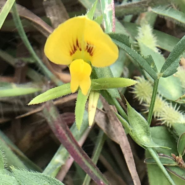 Zornia Gibbosa - Wild plants from Green Cover Initiative