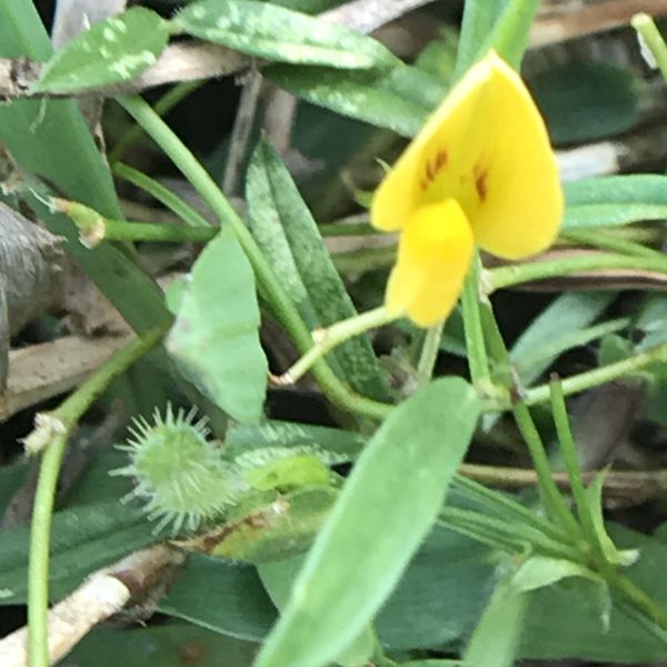 Zornia Gibbosa - Wild plants from Green Cover Initiative
