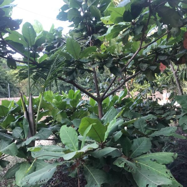 Terminalia Catappa | Indian almond | Badam tree | Malabar almond ...