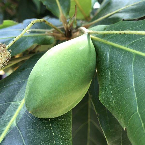 Terminalia Catappa | Indian almond | Badam tree | Malabar almond ...