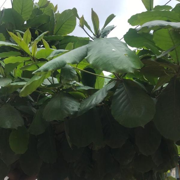 Terminalia Catappa | Indian almond | Badam tree | Malabar almond ...