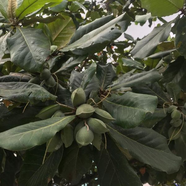 Terminalia Catappa | Indian almond | Badam tree | Malabar almond ...