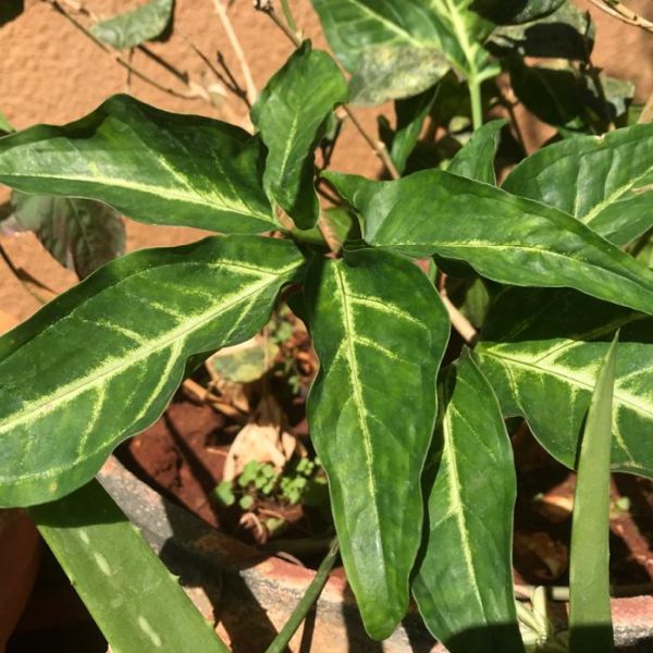 Syngonium Podophyllum | Arrowhead plant | Arrowhead vine | American ...
