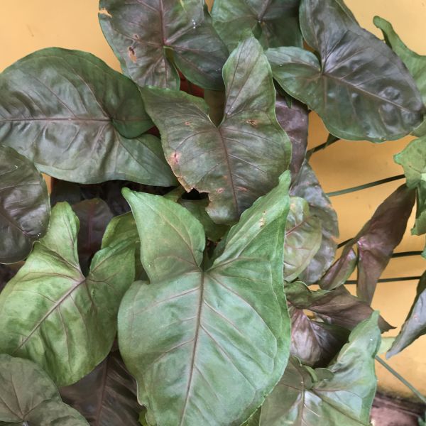 Syngonium Podophyllum | Arrowhead plant | Arrowhead vine | American ...