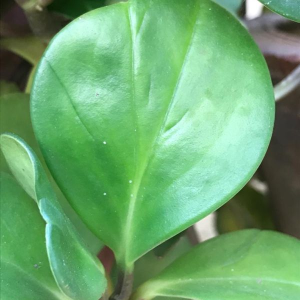 Peperomia Obtusifolia | Baby rubberplant | Pepperface - Green Catalog