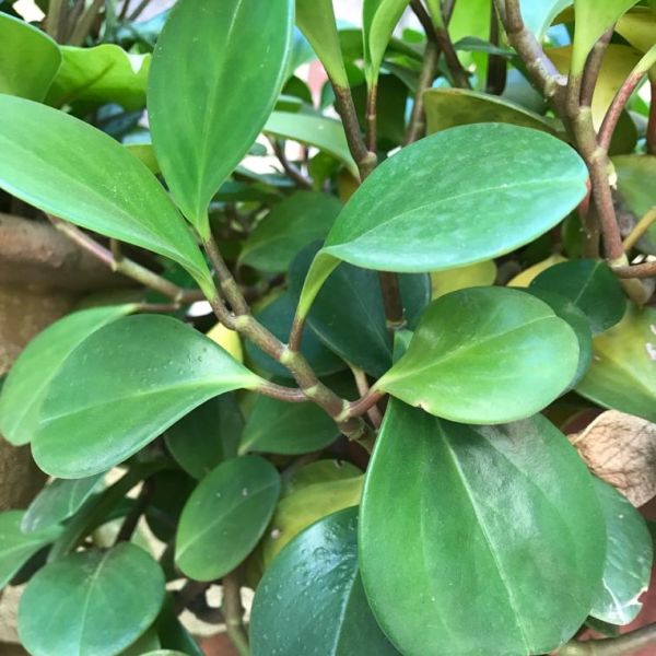 Peperomia Obtusifolia | Baby rubberplant | Pepperface - Green Catalog