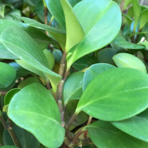Peperomia Obtusifolia | Baby rubberplant | Pepperface - Green Catalog