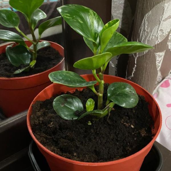 Peperomia Obtusifolia | Baby rubberplant | Pepperface - Green Catalog