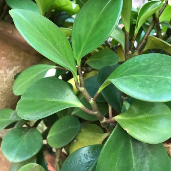 Peperomia Obtusifolia | Baby rubberplant | Pepperface - Green Catalog